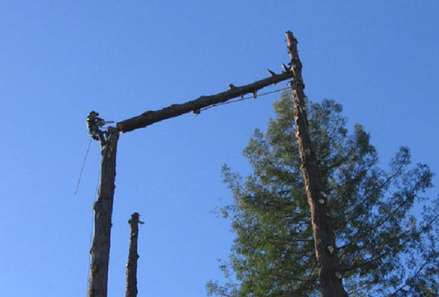 Tree Service | Bay Area - M & M Tree Service