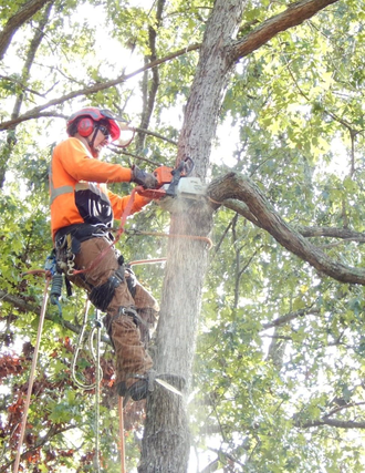 Tree Removal Service Columbia SC