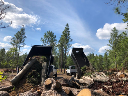 Tree Removal Service Columbia SC