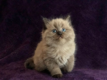 Ragdoll Cat Breeder Roanoke, Virginia