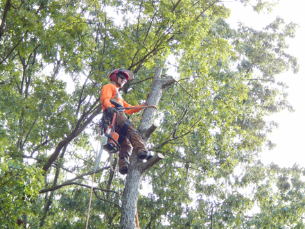 Tree Removal Service Columbia SC