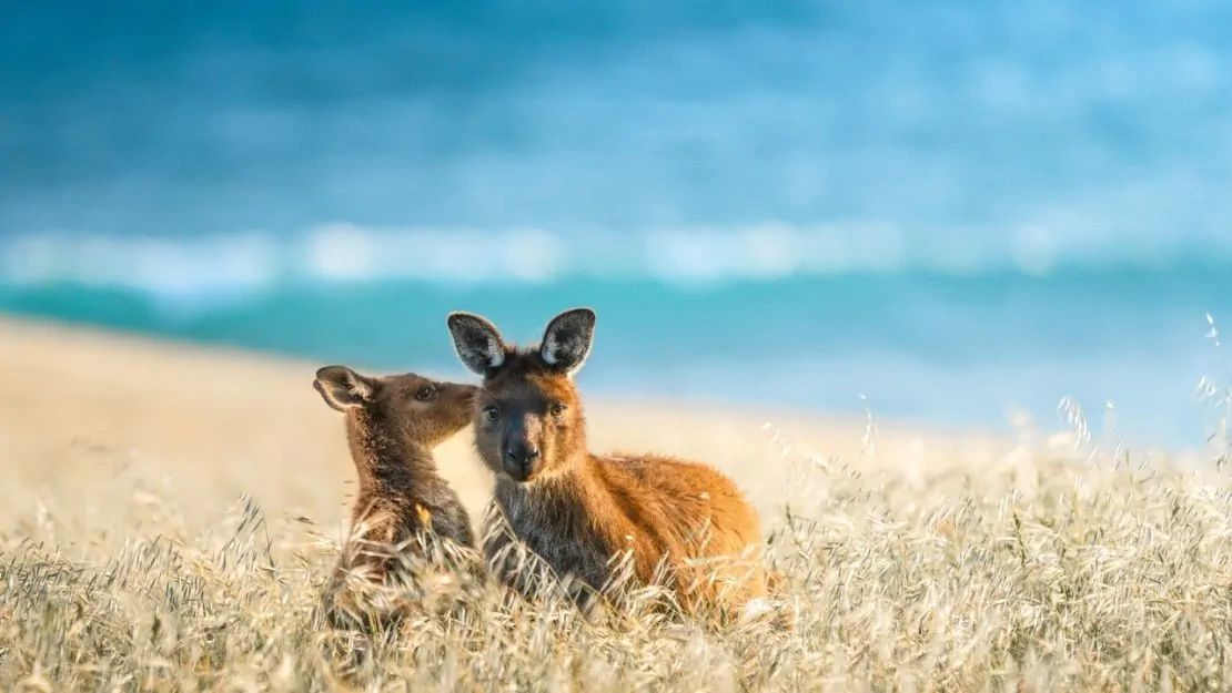 9 Day South Australia Tour: Kangaroo Island & Murray River Cruise Deal